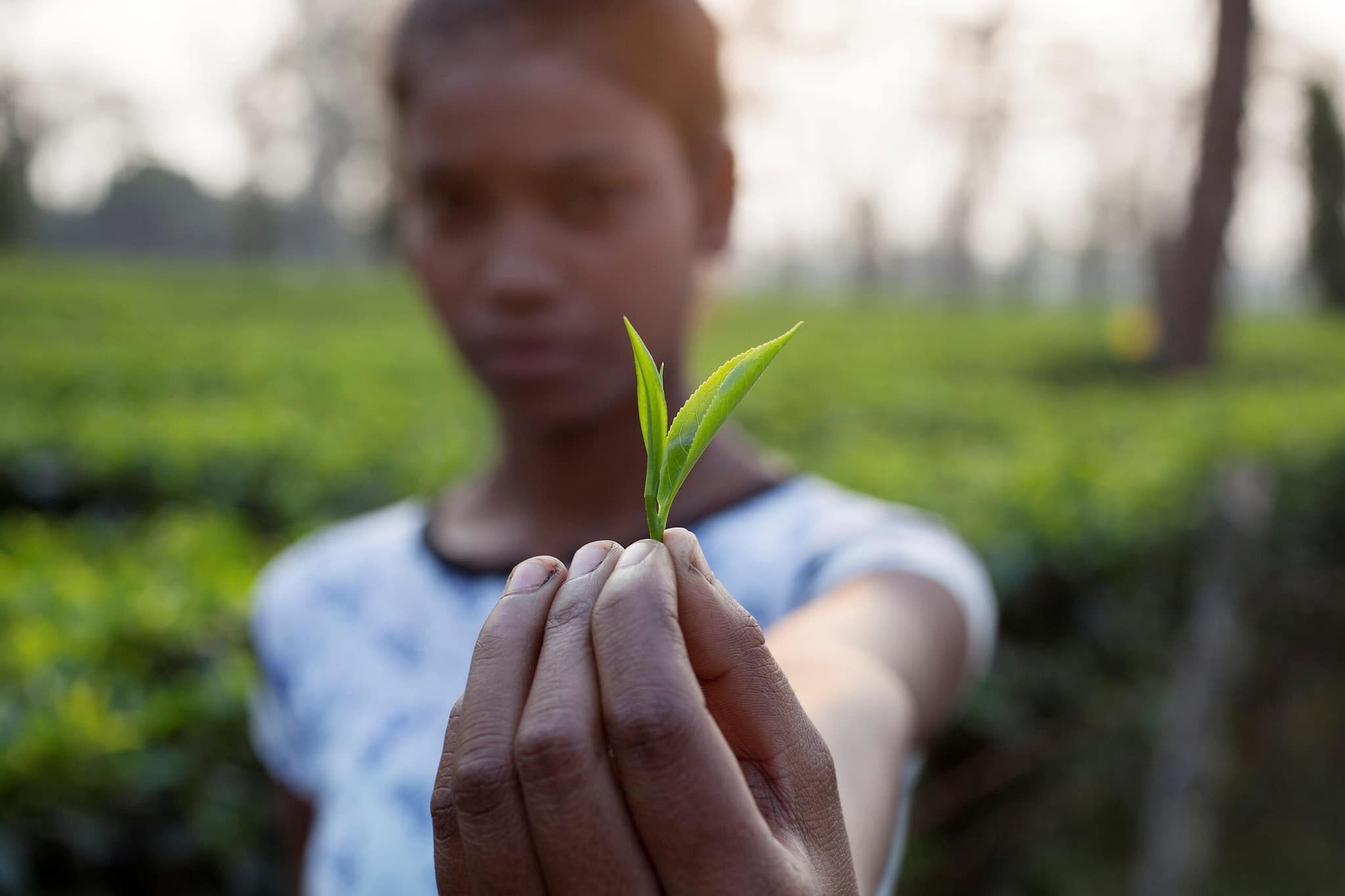 Smart farming transforms agriculture in Sri Lanka - IWMI