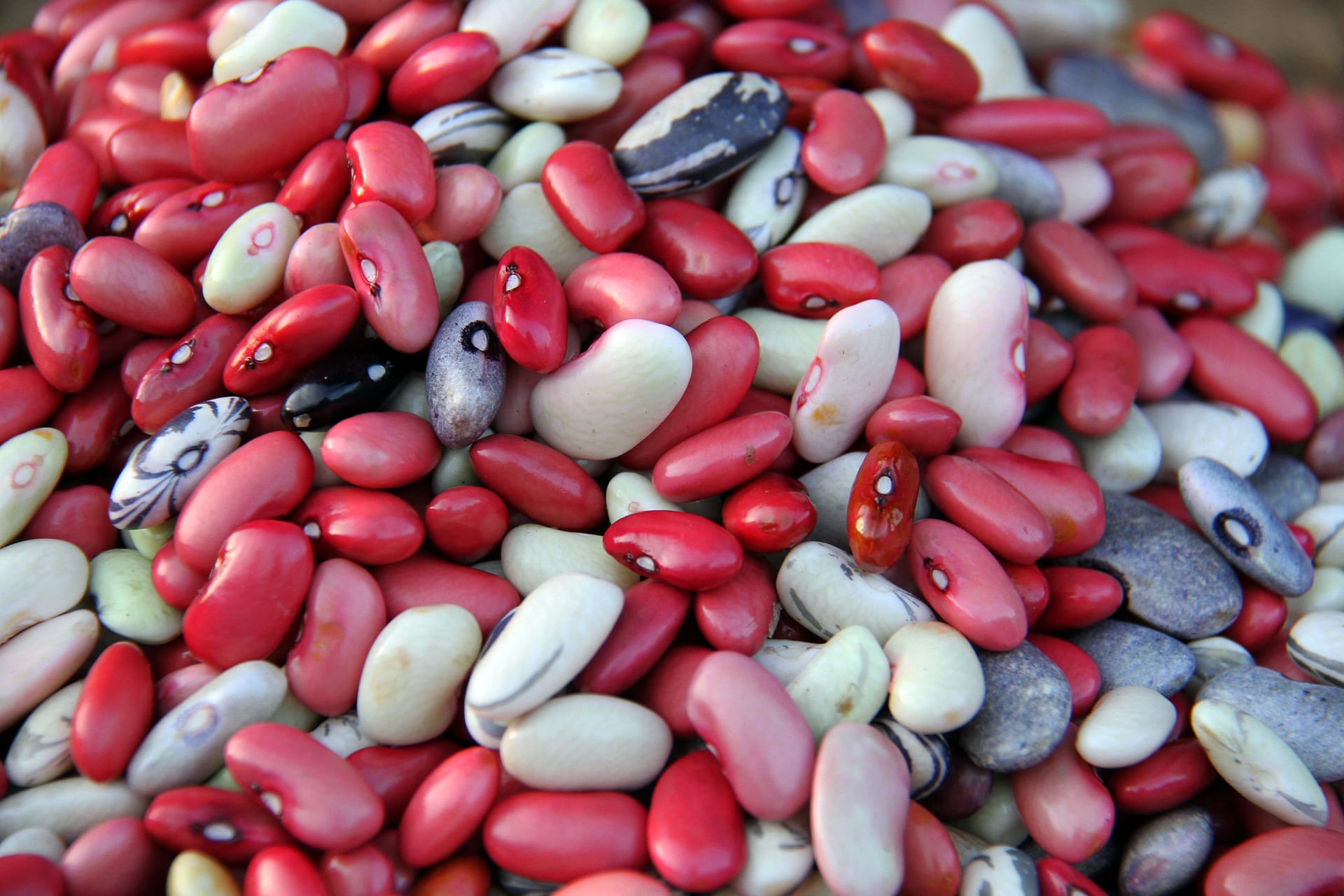 Cgiar Iwmi